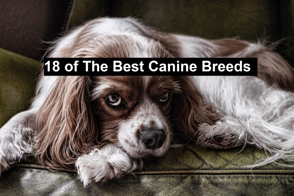 18 of The Best Canine Breeds - Right Pet Care