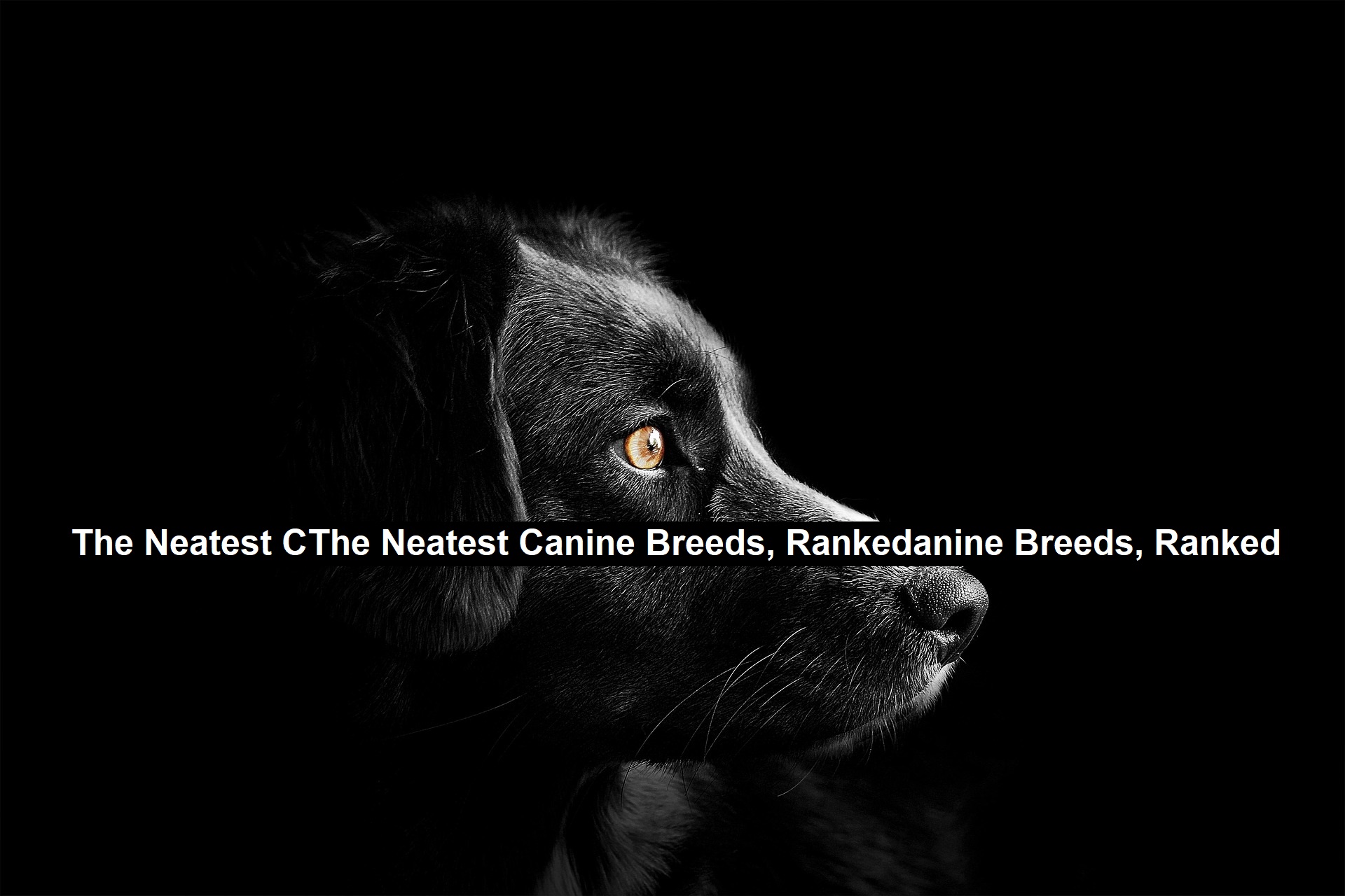 The Neatest Canine Breeds, Ranked - Right Pet Care